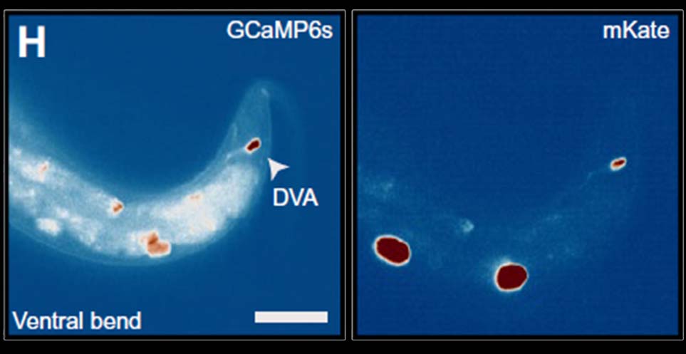 Self-movement and body position of the roundworm Caenorhabditis elegans ...