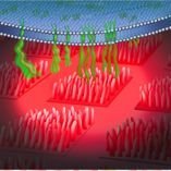 Micropatterned biomaterials for nanoscale force-induced activation of ...