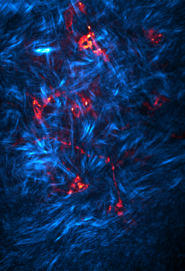 Multiphoton and Confocal Microscopy | ICFO
