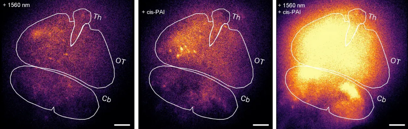 Researchers induce brain activation using infrared light-controlled ...