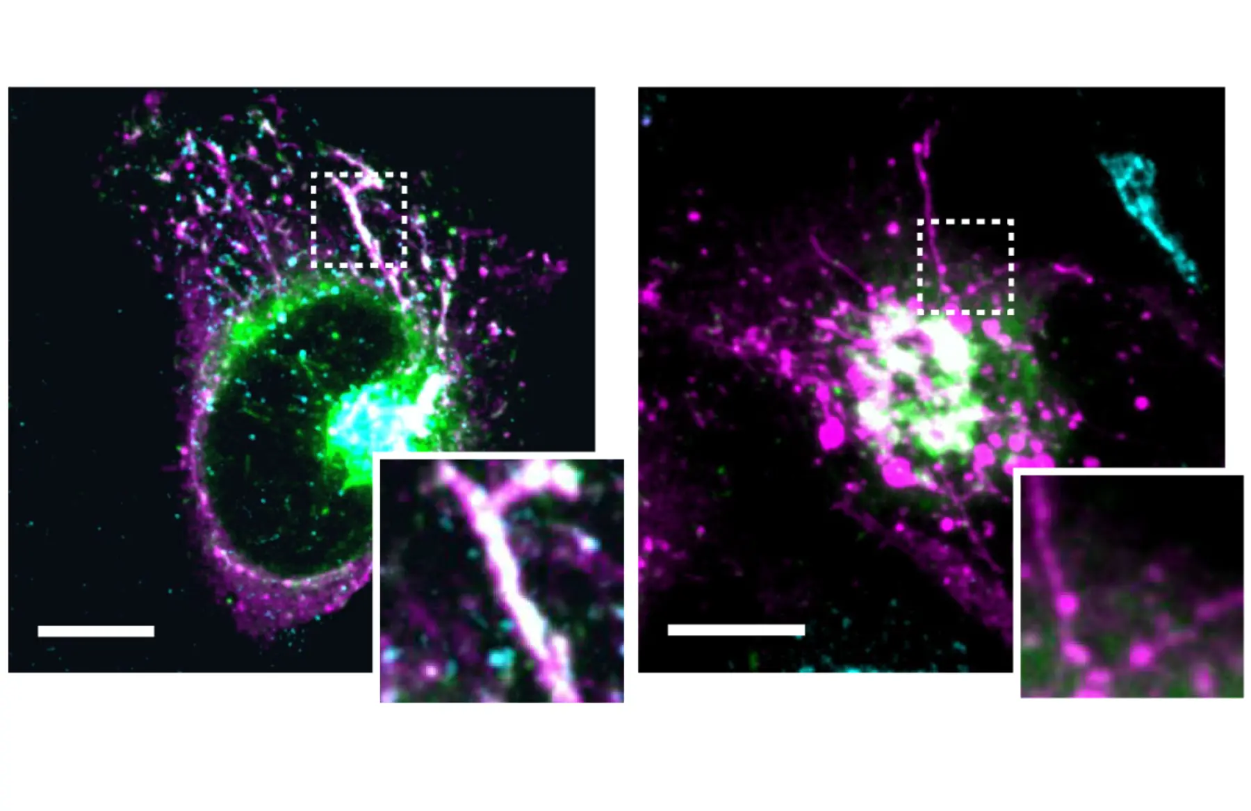 Shedding light into protein sorting in cells | ICFO
