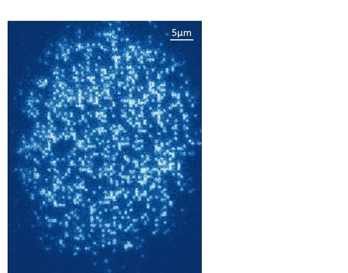Quantum gas microscopy of alkali-earth atoms | ICFO